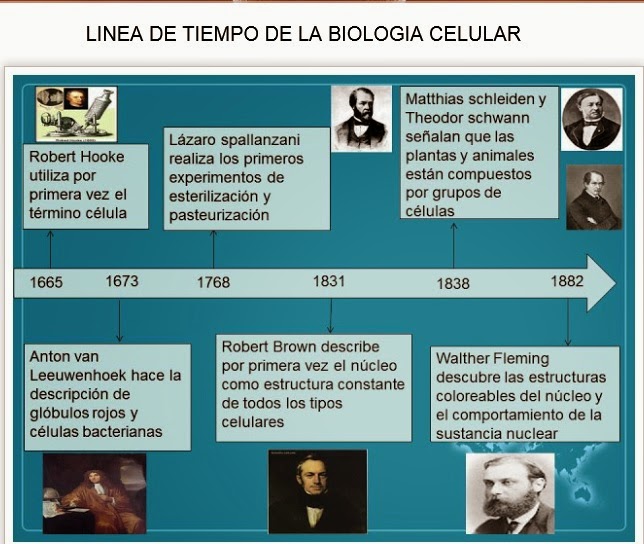 CELULANDIA: LINEA DEL TIEMPO DE LA CELULA
