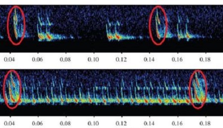 Calling louder and longer: how bats use biosonar under severe acoustic ...