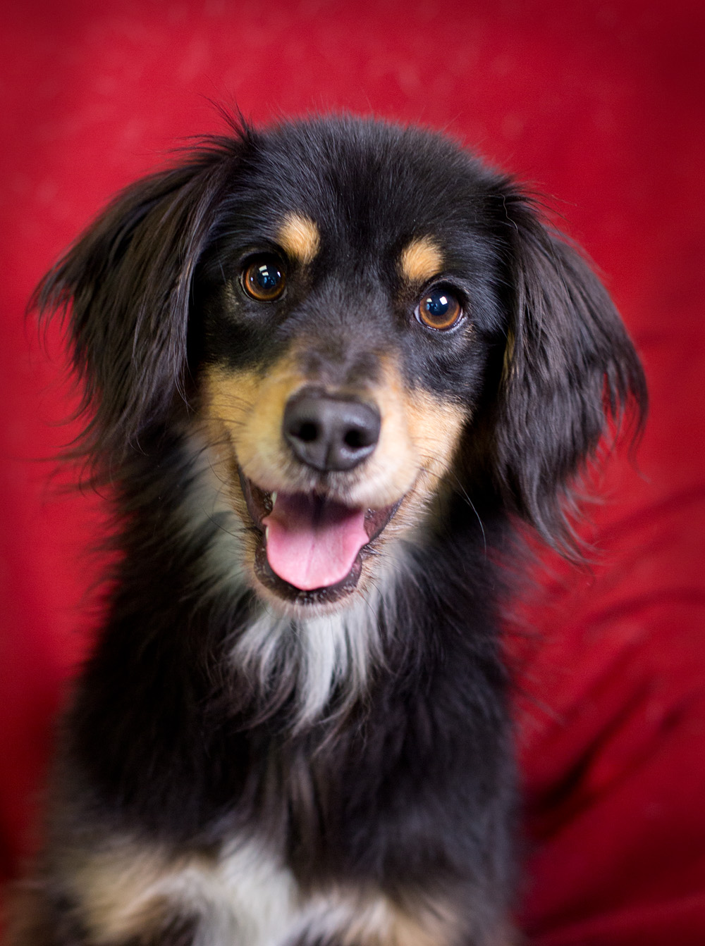 Shelter Dogs of Portland: "TONKA" lively little mini aussie mix