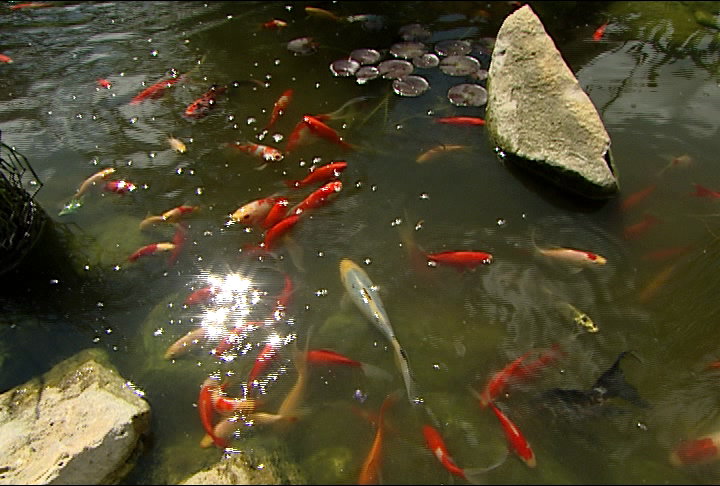 Laguna Ponds: April 2012