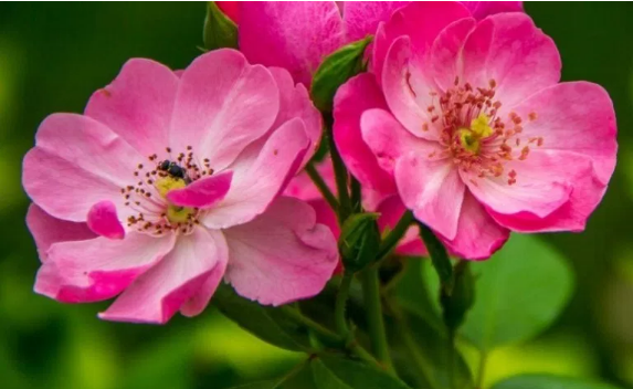 Jenis Jenis Bunga Mawar Dan Cara Budidaya Bunga Mawar Lengkap | Bertanam