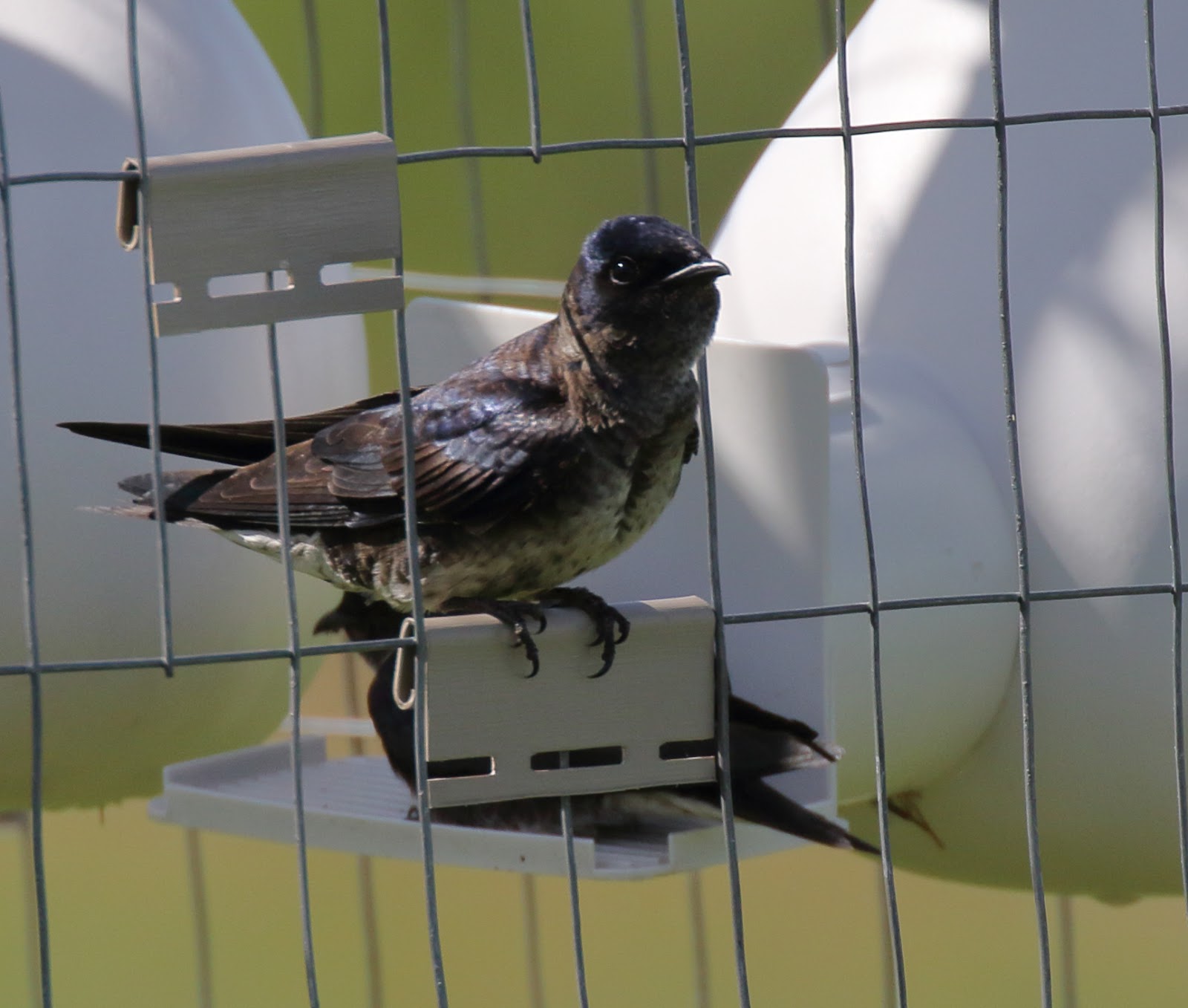 The Birds & The Bees: Purple Martin Sub-Adults Arrive in Missouri