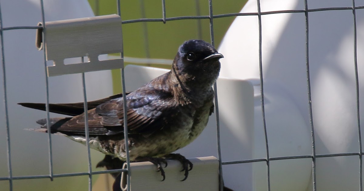 The Birds & The Bees: Purple Martin Sub-Adults Arrive in Missouri