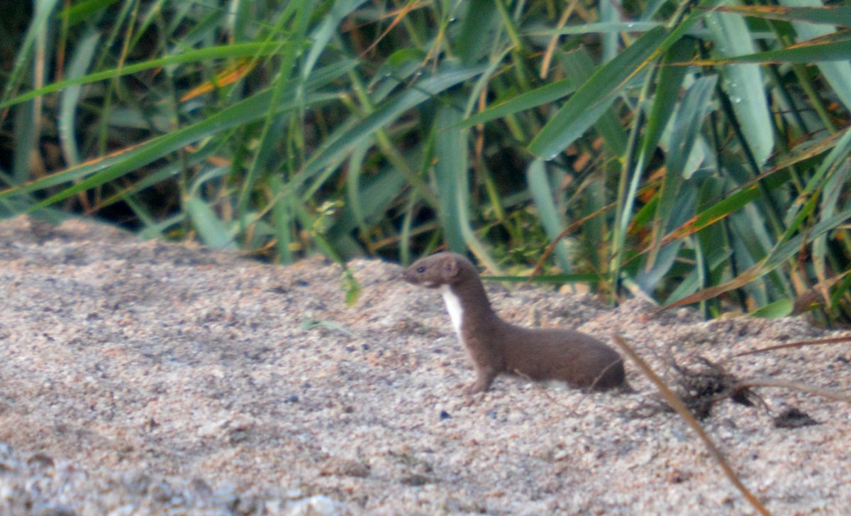 La Natura a la Baixa Tordera: Mostela (Mustela nivalis) al llit de la ...