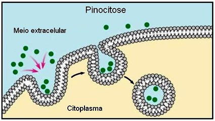 Blog de Biologia: Citologia II