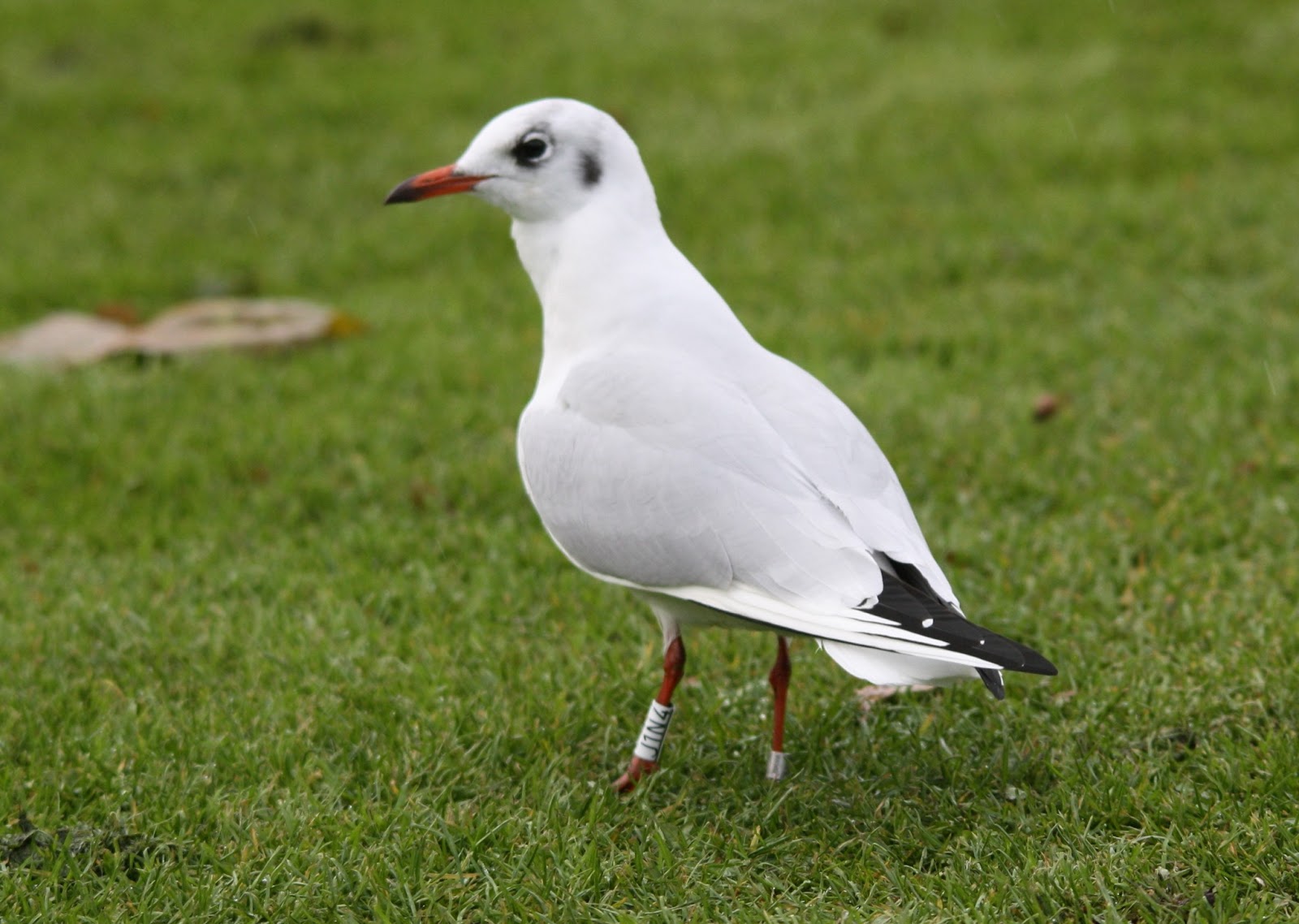 Tallaght Gulls + Rings: November 2012 - My first Norwegian Black Headed ...