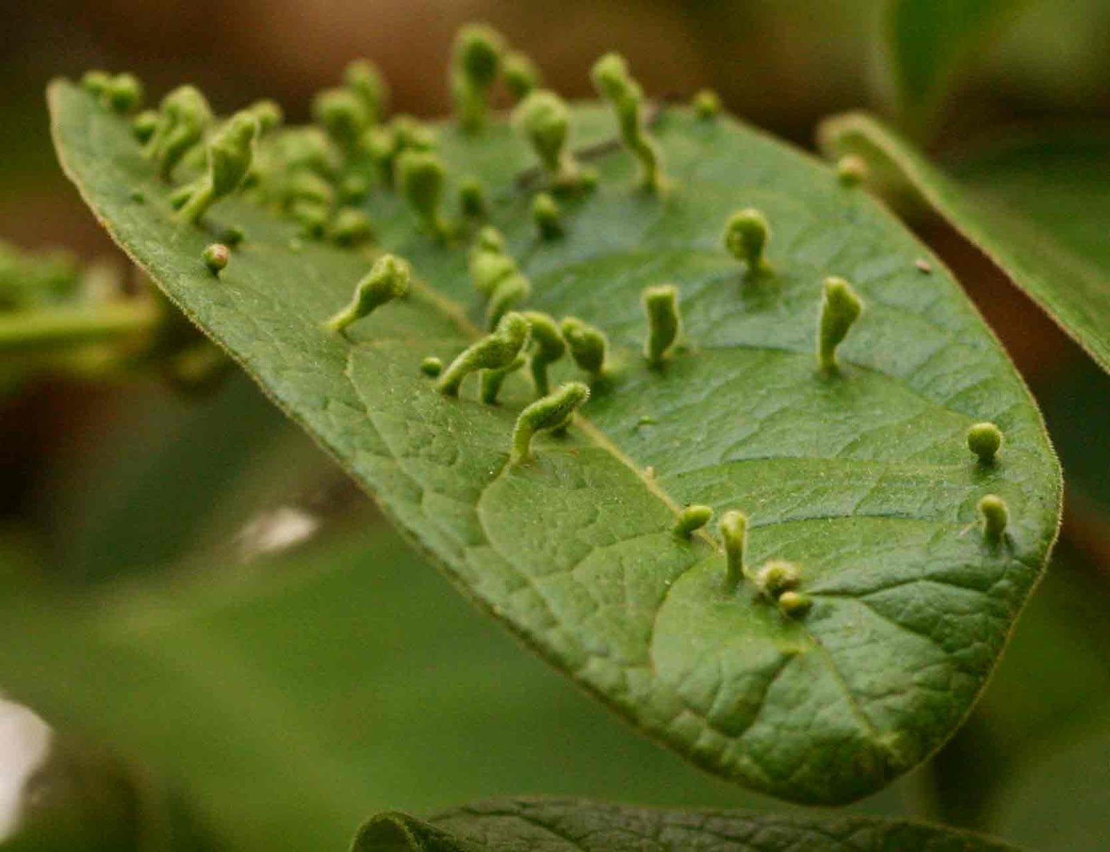 Mimea Inayo Tibu Tatizo La Homa Ya Mapafu ( Pneumonia ) Kwa Watoto.