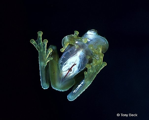 ~ The Visual Adventure ~: Photo & Birding Tour to Costa Rica ~ 2012