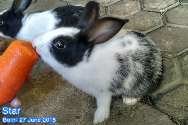 Peternakan Kelinci Holland Dutch di Surabaya