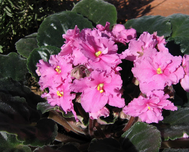 Rosa Violeta Africana