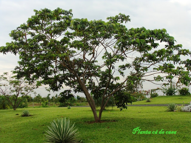 Planta cá de casa: Ingá-cipó