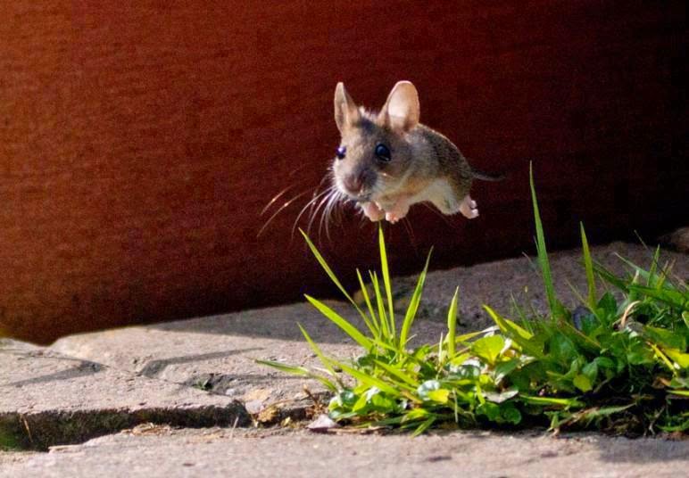 SKOČIMIŠ-OVE LJUPKE životinjice ne podnose samoću.