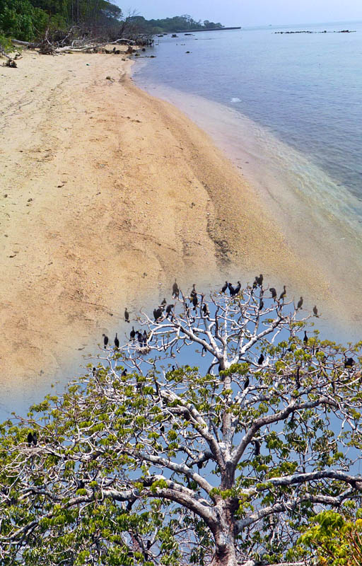 [Open Trip] Bird Watching on Rambut Island - Ardventure Newsroom