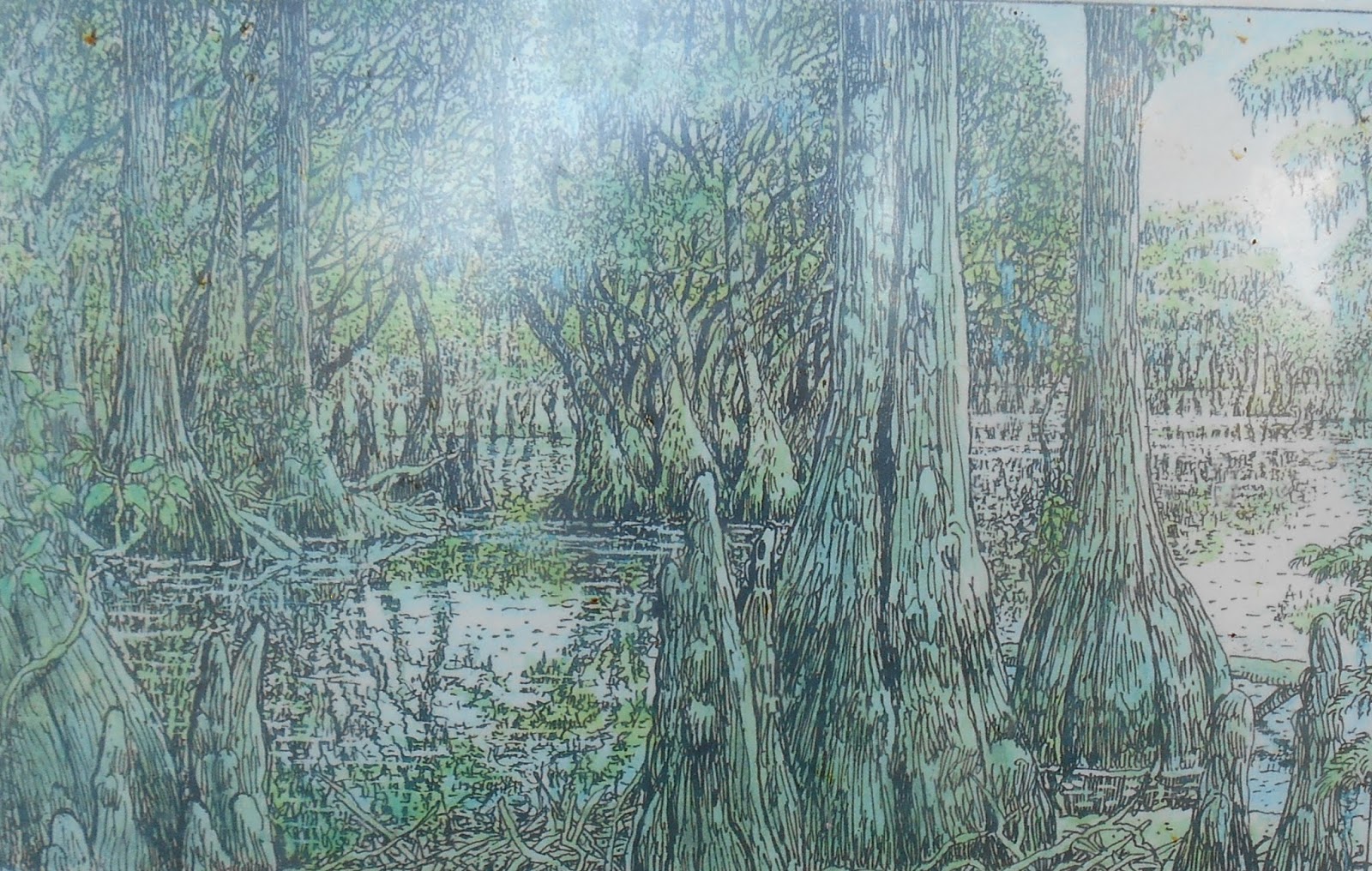 Bob & Sharon'sTravel Adventures: Apalachicola NF - 11/30/15 - Sumatra, FL