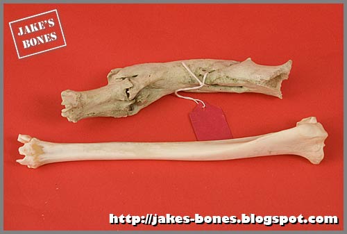 Strange bones #9: a horribly broken bone : Jake's Bones