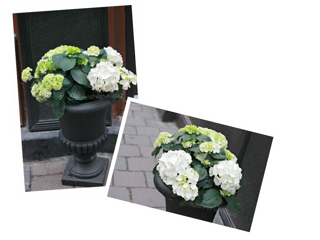 Fancy Flowers: Hydrangea Indoor Care - Nature Whisper