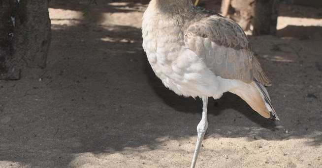 ZOOTOGRAFIANDO (6.100 ANIMALS): ALCARAVÁN PERUANO / PERUVIAN THICK-KNEE ...