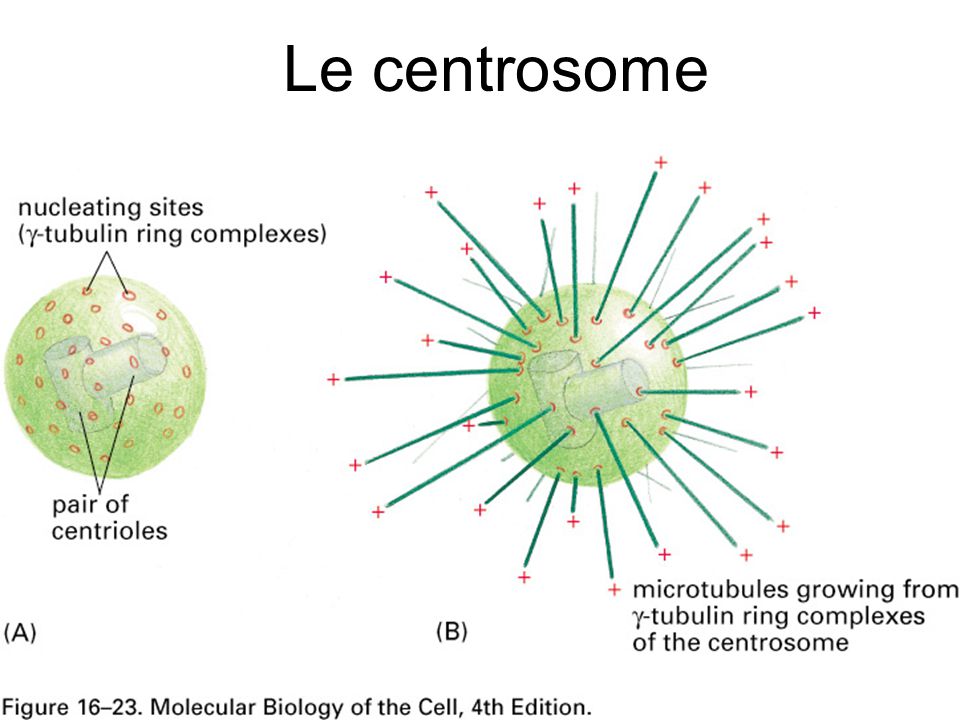 Biology inc: Le cytosquelette - Microtubules