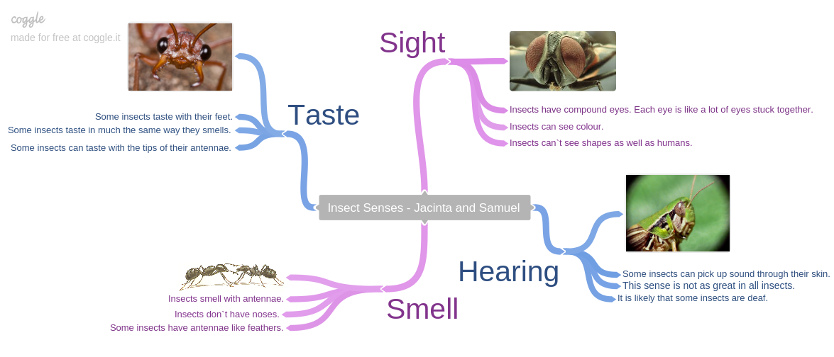 Room 8 - Halcombe School: April 2017