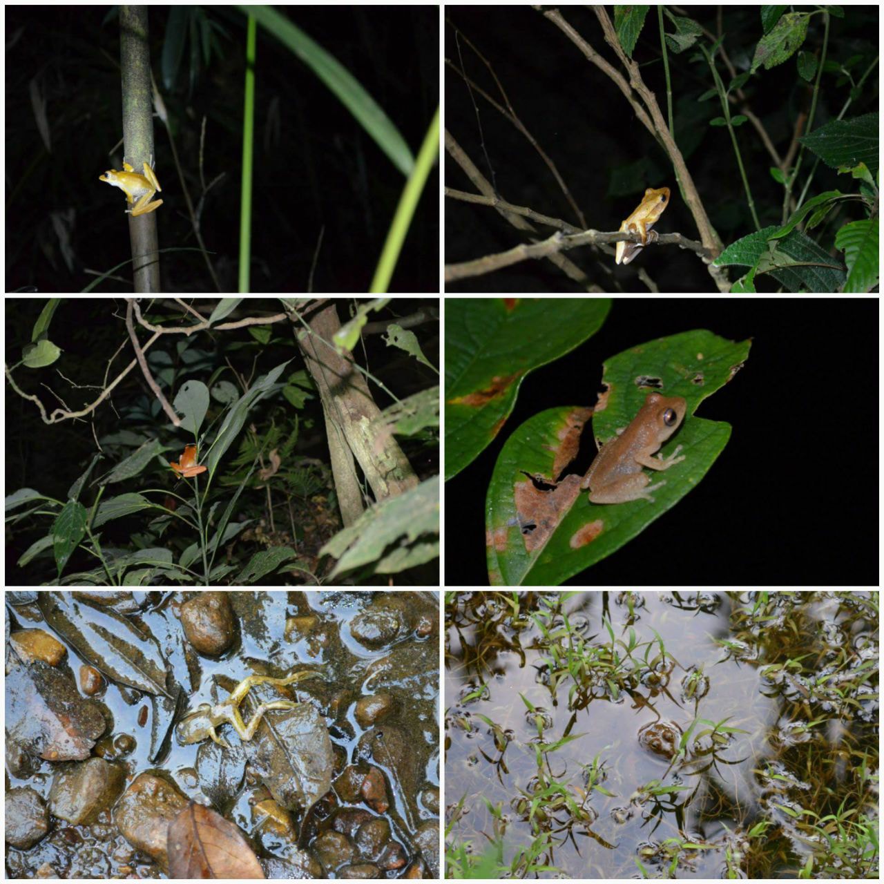 Agumbe karnataka ,Rainforest Research Station | TravelUFO । Musafir ...