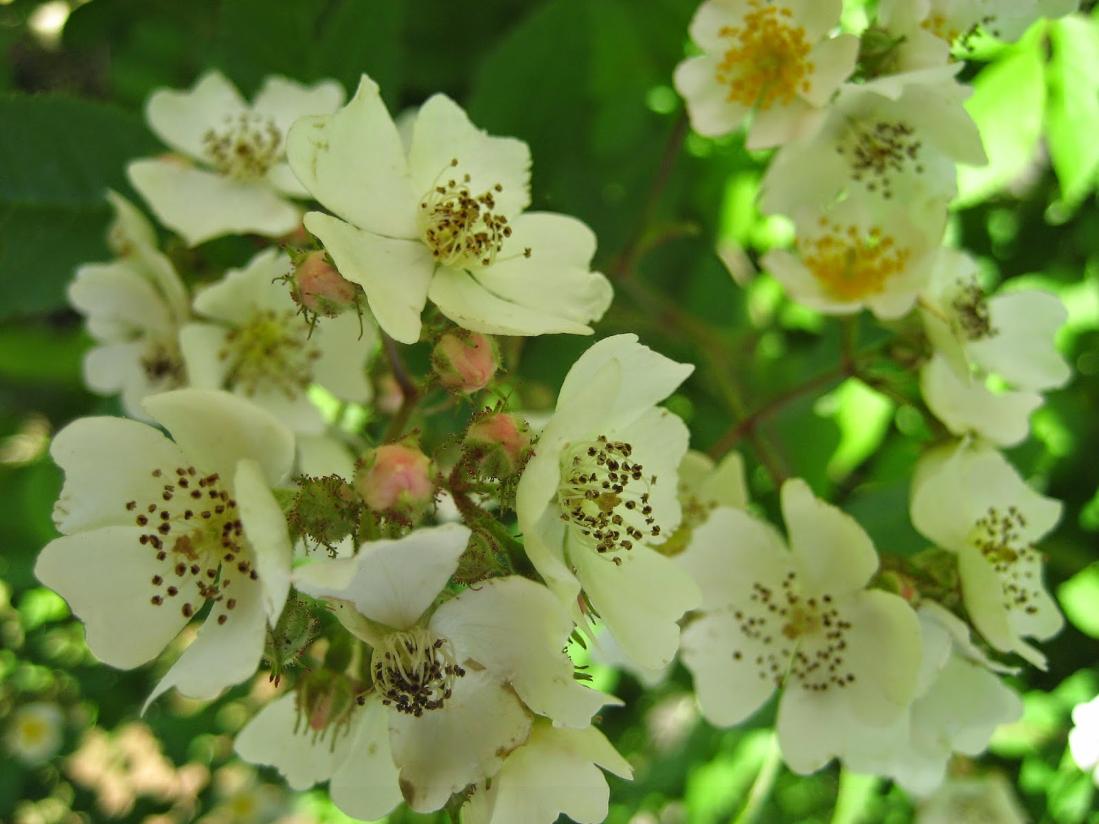 Discovering His Creation: Wild Rose (Rosa Multiflora) Japanese Rose