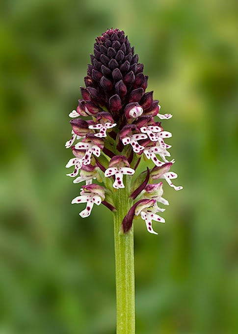 Bertolonii