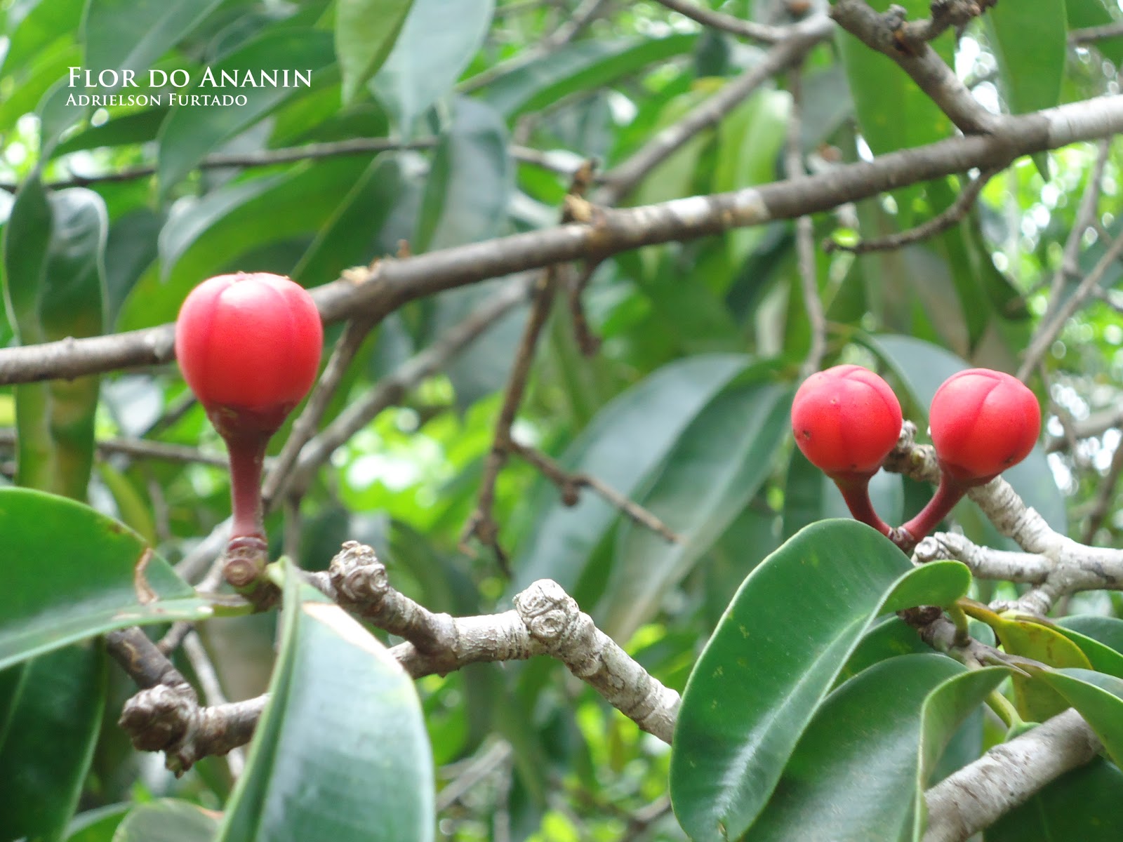 Anani, Ananin, Uanani - Symphonia globulifera L. f. (Clusiaceae)