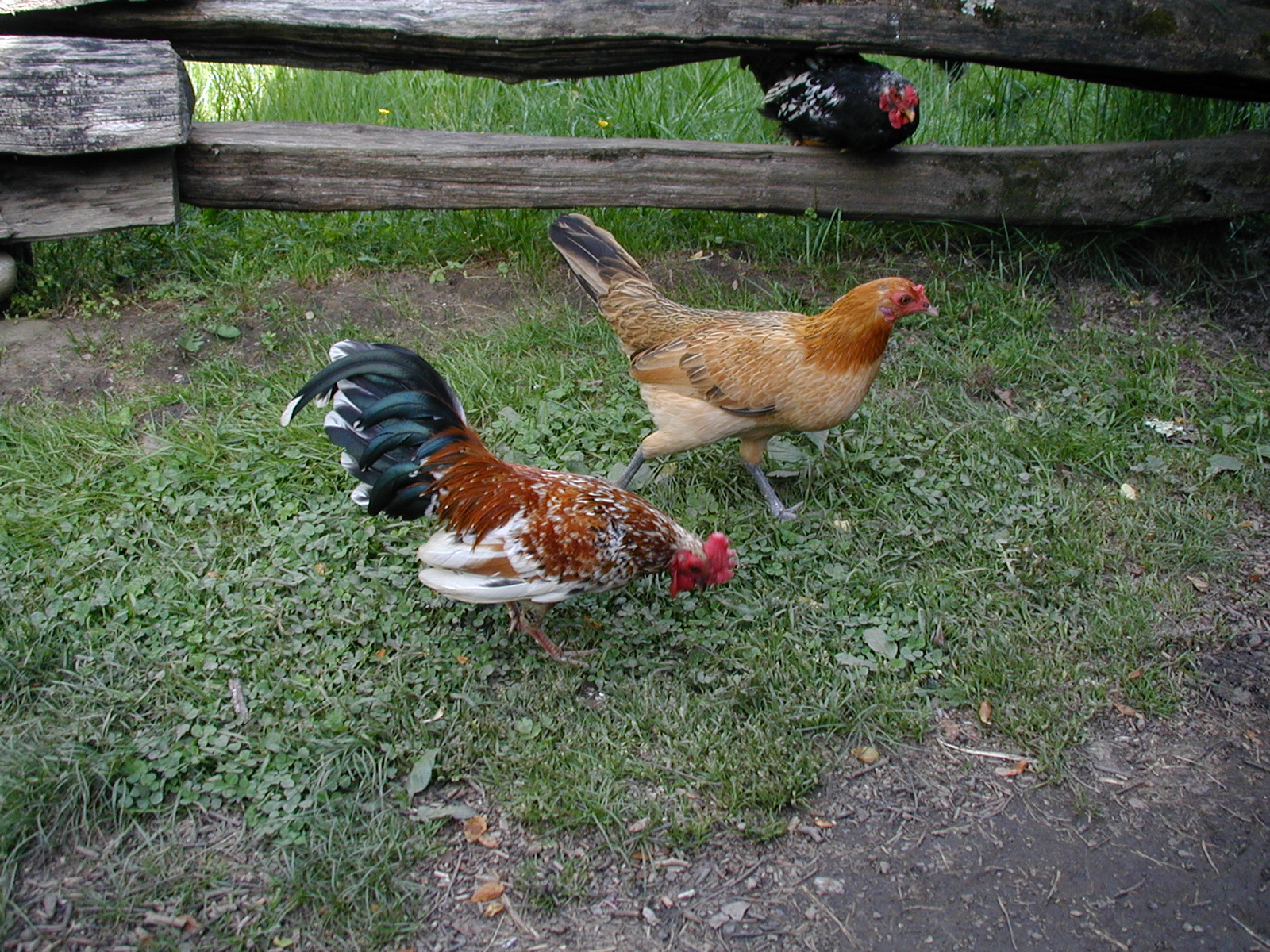 JessStryker.com: Great Smoky Mountains National Park, Mountain Farm ...