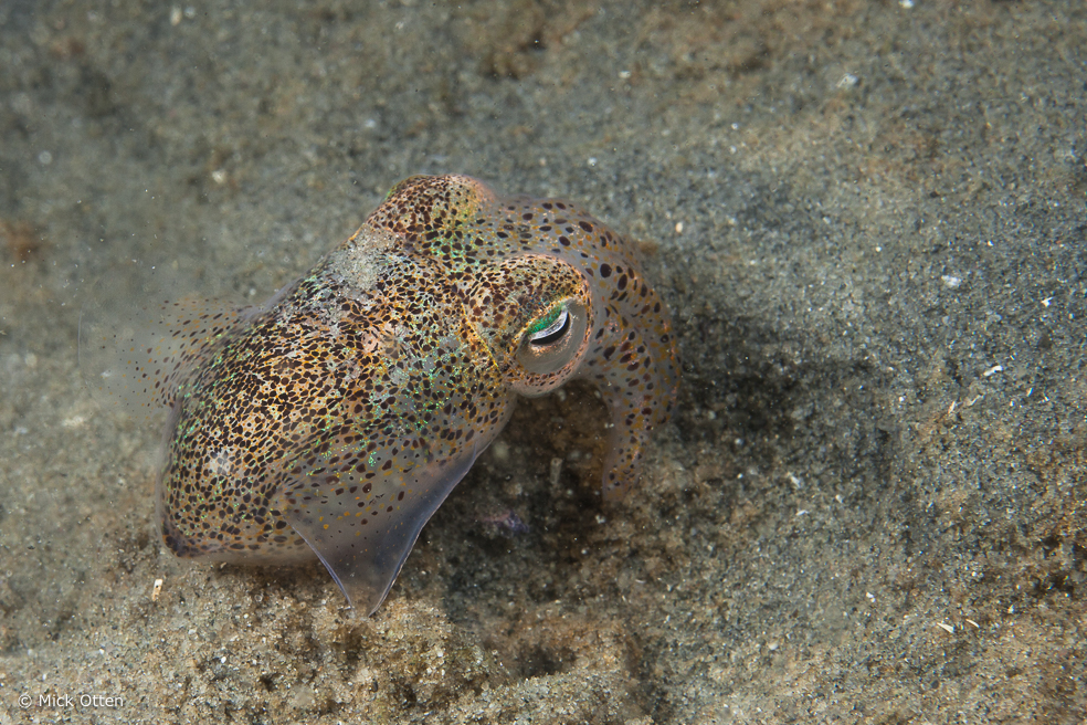 Mick's marine biology: Sepiola atlantica: cute cuttlefish