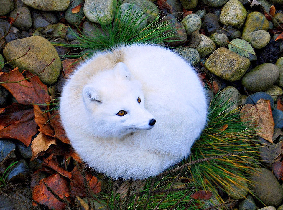 6 Spesies Rubah yang menawan yang Harus Anda Ketahui - SEGALA FAKTA