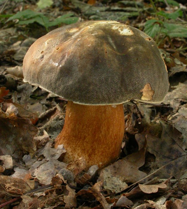 Le bon coin recettes: Le Cèpe bronzé ou Cèpe tête de nègre