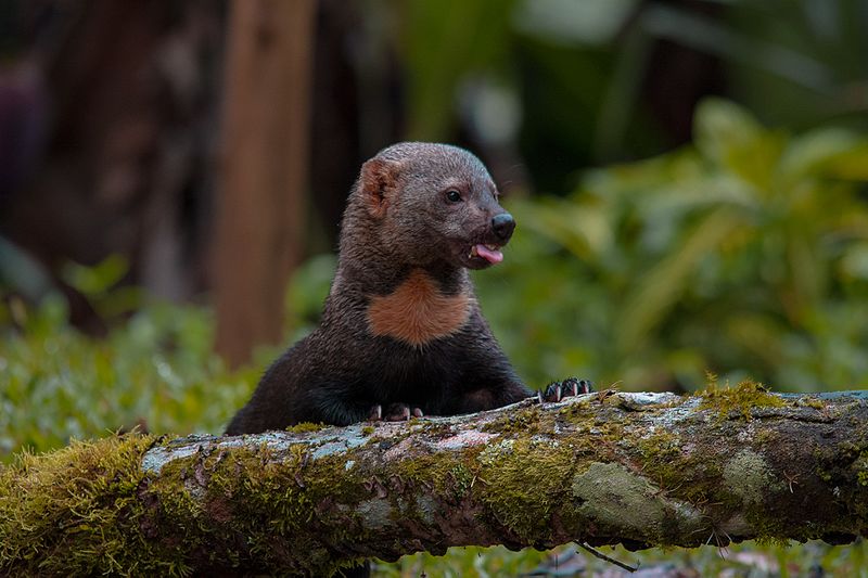 Clube de História - Escola Mendes Viana : No princípio era Eiraîá