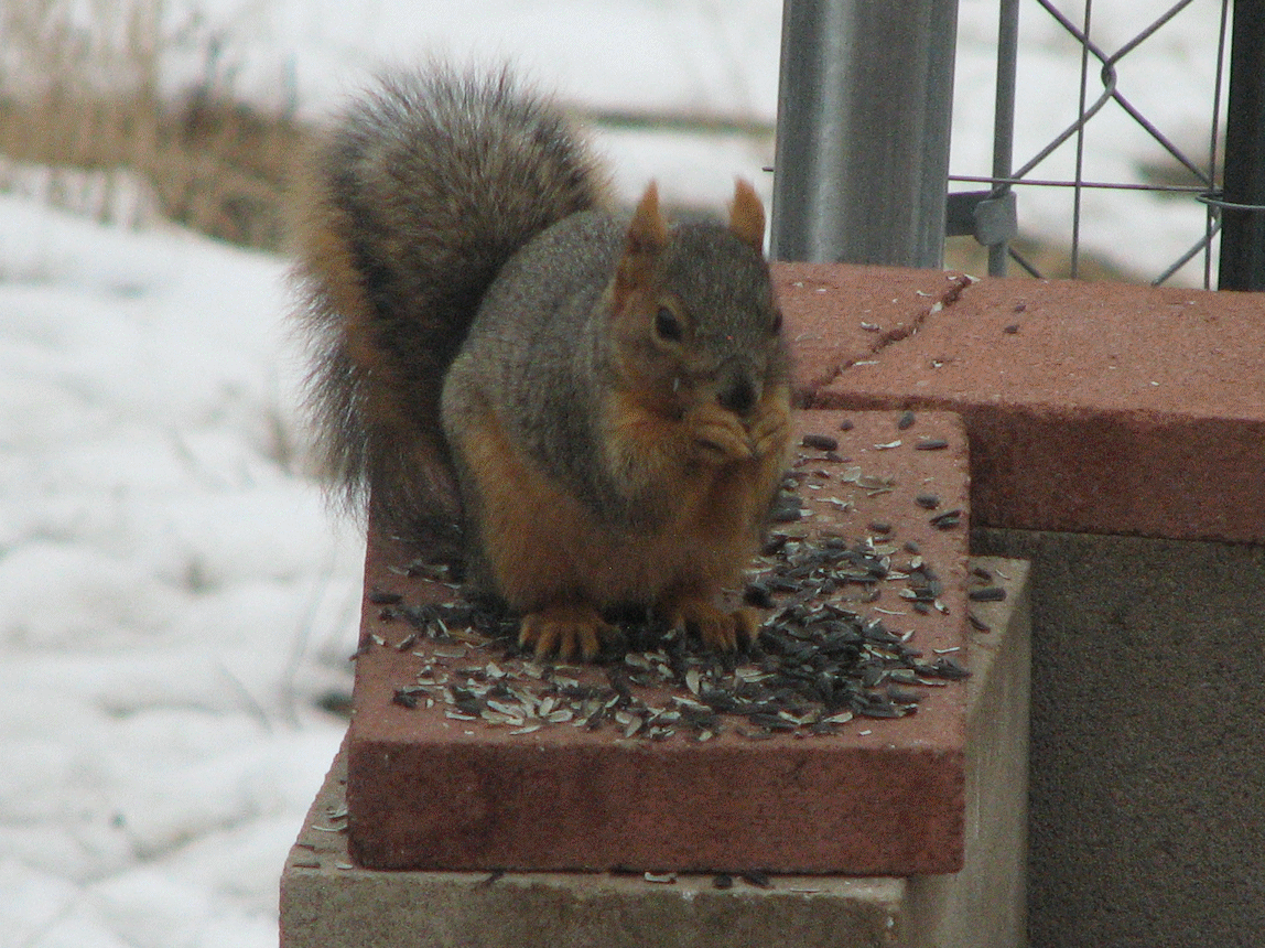 Oh Burn Squirrel Meme