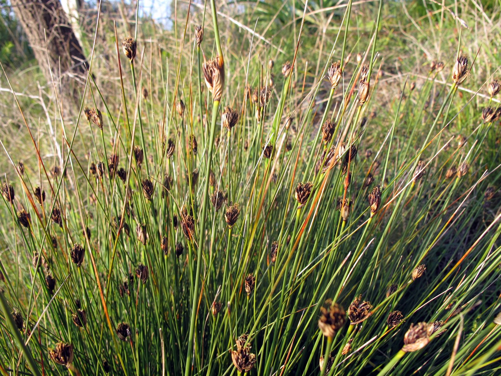 FLORA NEL SALENTO e.. anche altrove: Schoenus nigricans L. - Cyperaceae ...