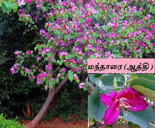 Trees- Banyan, Arasan, Bamboo, Jack, Nochi, Karuvel, Kodukka, Tamrid, neem