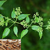Rubia root (Qiancao)-Rubia cordifolia-Radix Rubiae