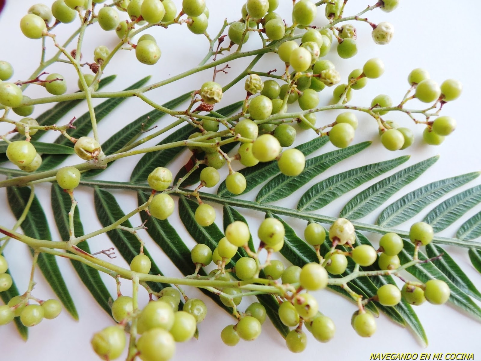 Navegando en mi Cocina: PIMIENTA ROSA