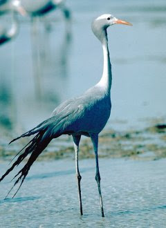 Blue Crane Bird Facts And Pictures | All Wildlife Photographs