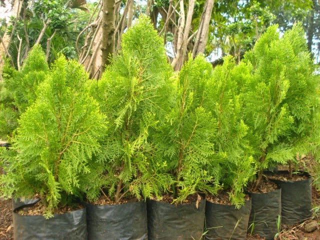 Bibit Cemara | Lihat Kebun Ku