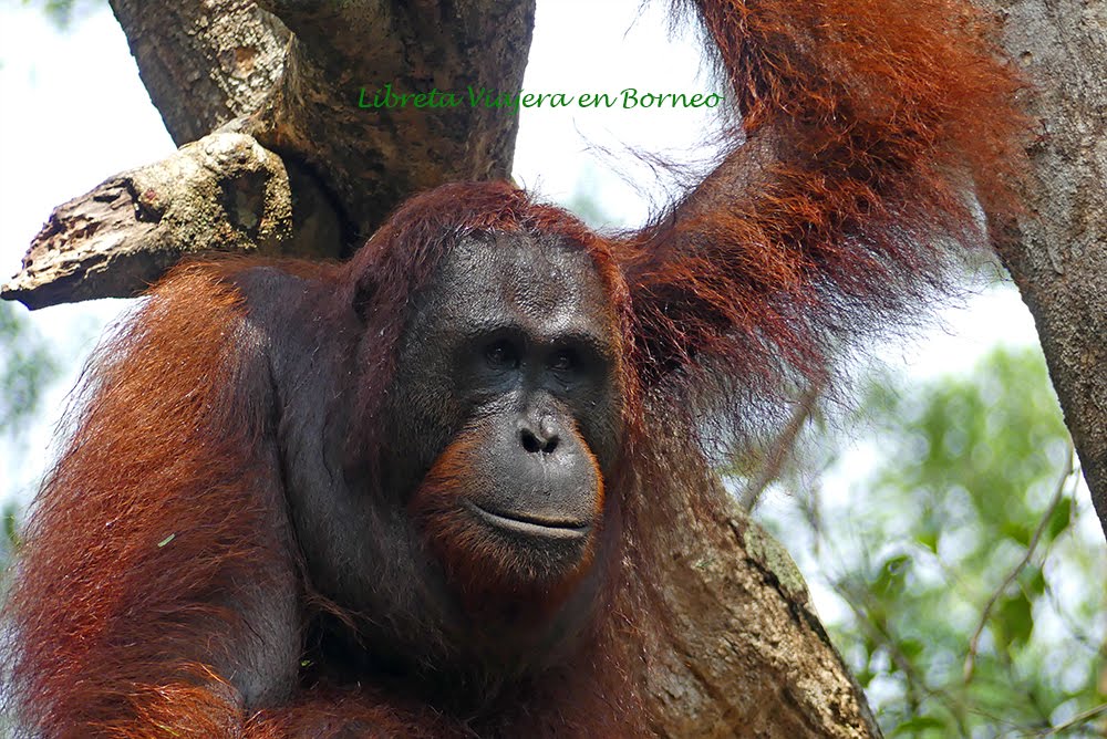 Orangutanes en Borneo - Notas en mi Libreta Viajera