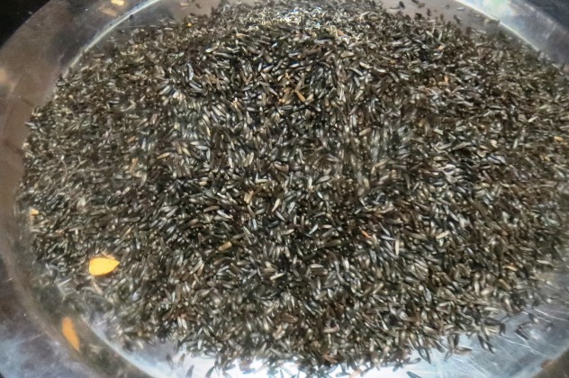 ಅಡಿಗೆ - Adige: Niger Seeds Chutney Powder (Hucchellu Chutney Pudi)