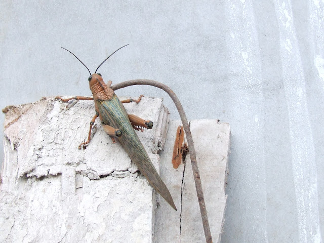 INSECTO - Snapshots of the past