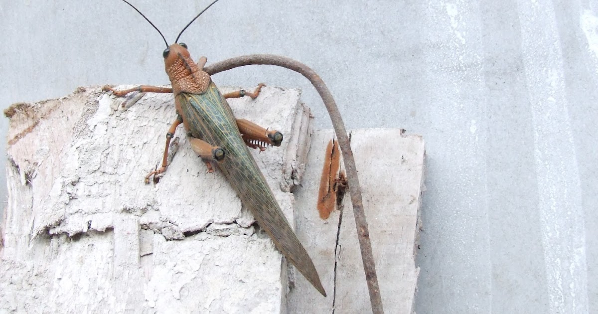 INSECTO - Snapshots of the past