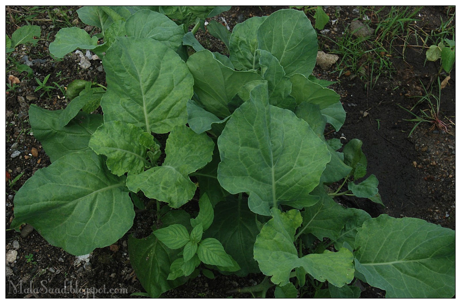 My Green Eye's: Bayam Brazil / Brazillian Spinach.