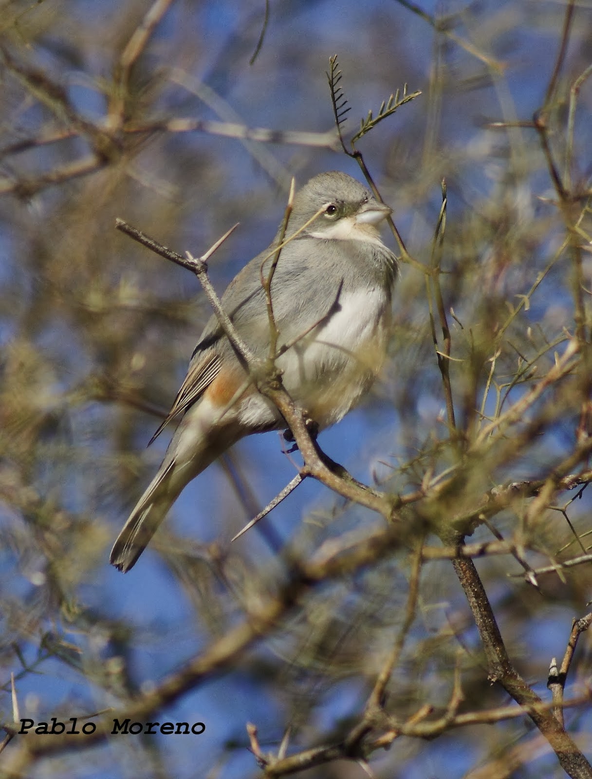 Aves de Mendoza: Diuca(Diuca diuca)