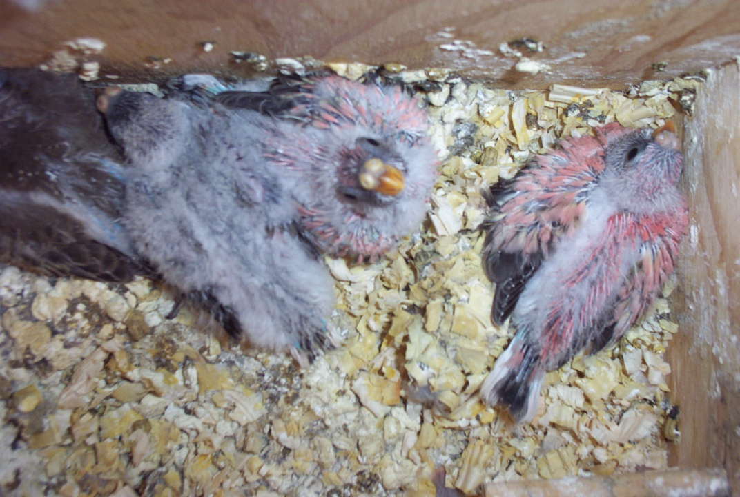 The Splendid Bourke Bird Blog: January 2013