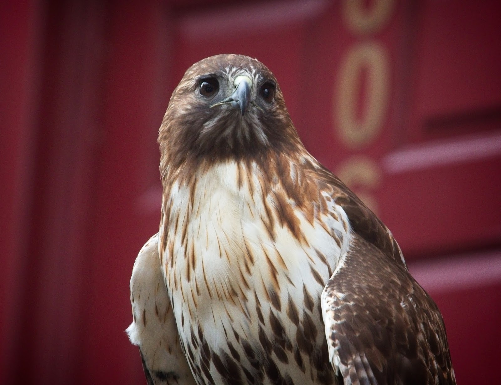 Laura Goggin Photography: Dora returns to rehab, new female hawk wastes ...