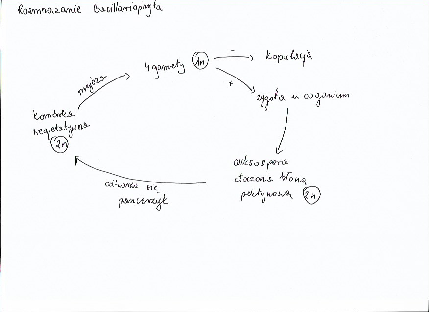 Botanika Farmaceutyczna: Bacillariophyta - Okrzemki