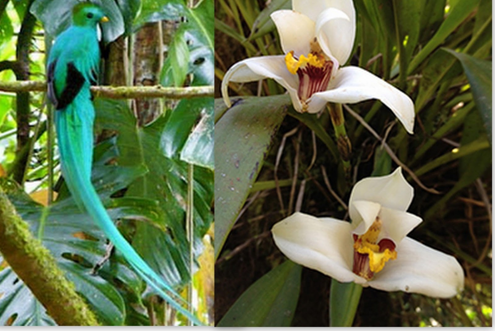 Biodiversidad de Panamá