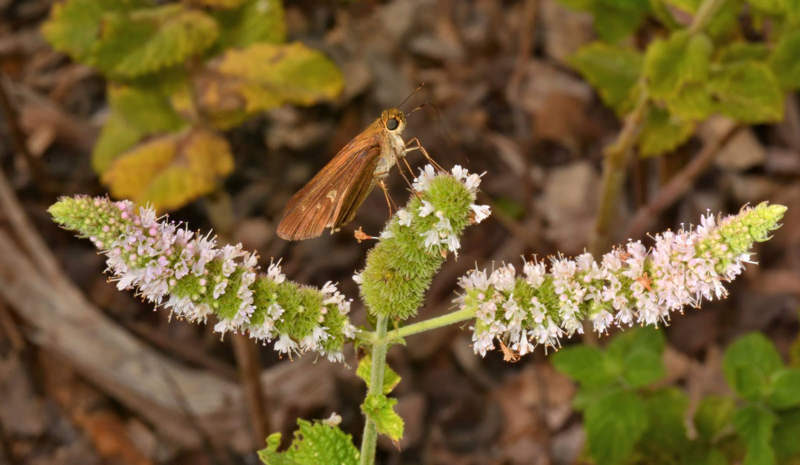 Nature Ramblers: Ramble Report July 21 2016